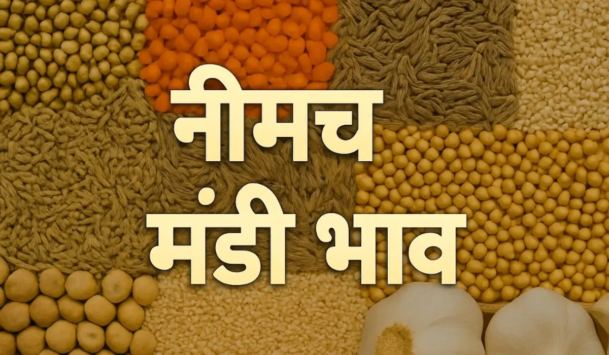 Neemuch Mandi Bhav Today: आज के नीमच मंडी भाव – hindiAstar